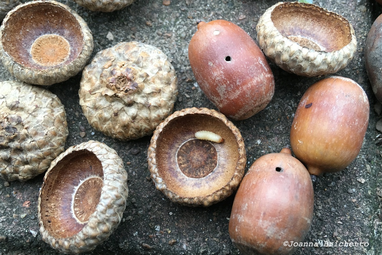 See, Know Weevil – SIDEWALK NATURE