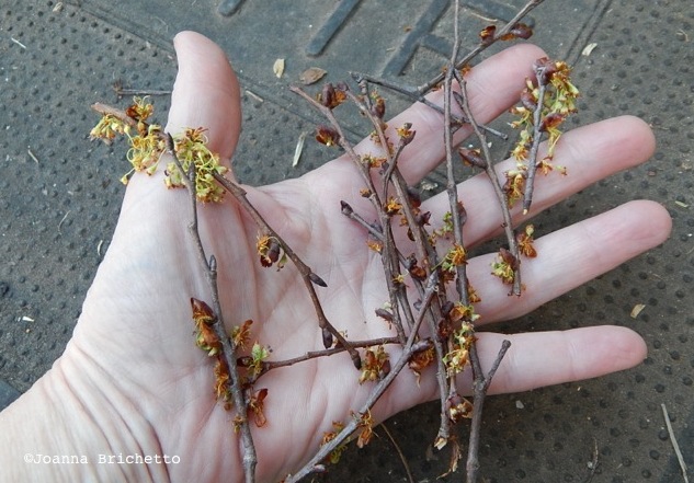 Elm Buds, Sign of Spring – SIDEWALK NATURE