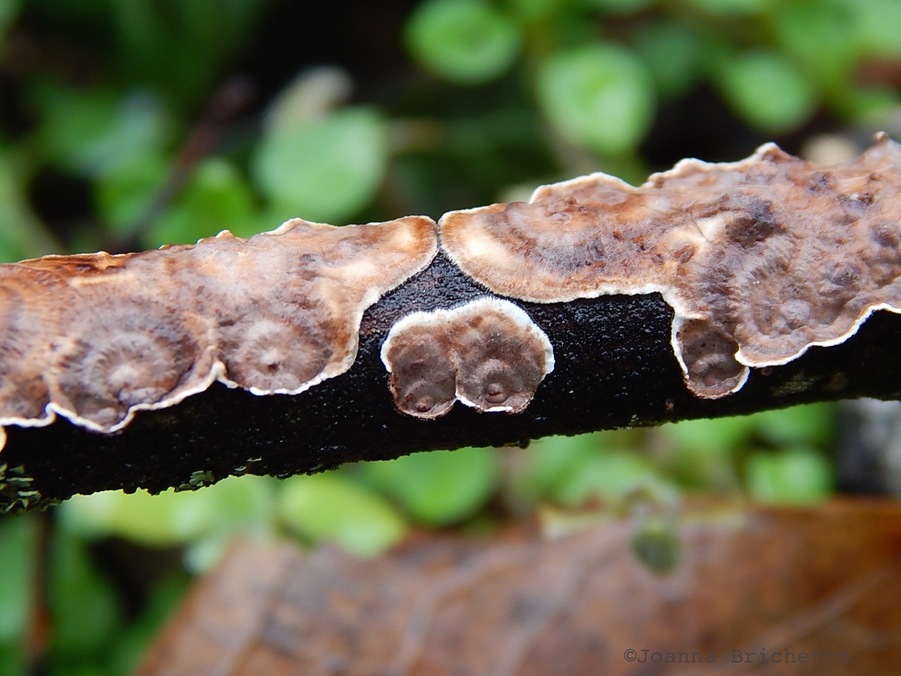 Hickory branch host – SIDEWALK NATURE