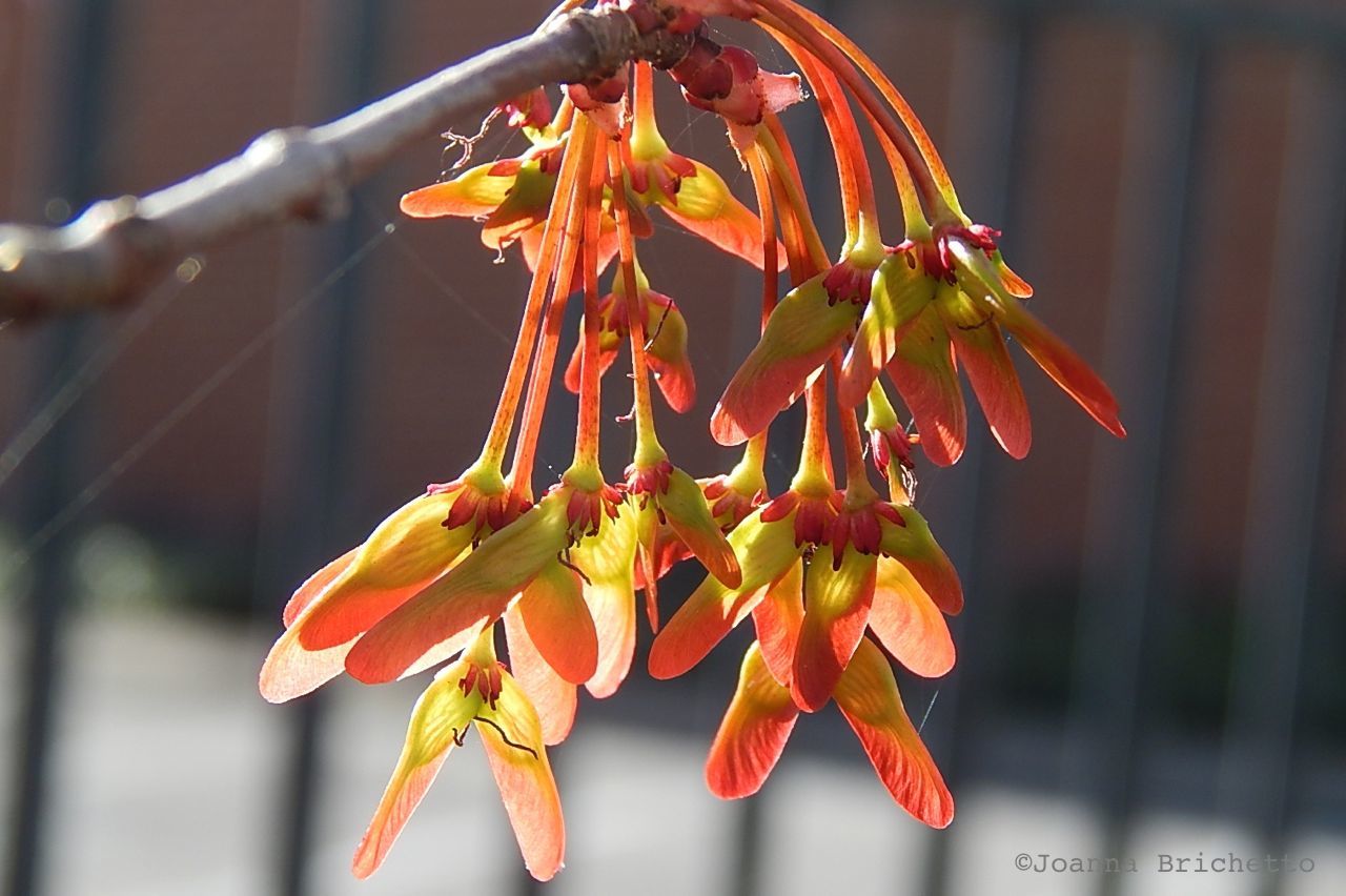 Red maple from flower to fruit – SIDEWALK NATURE