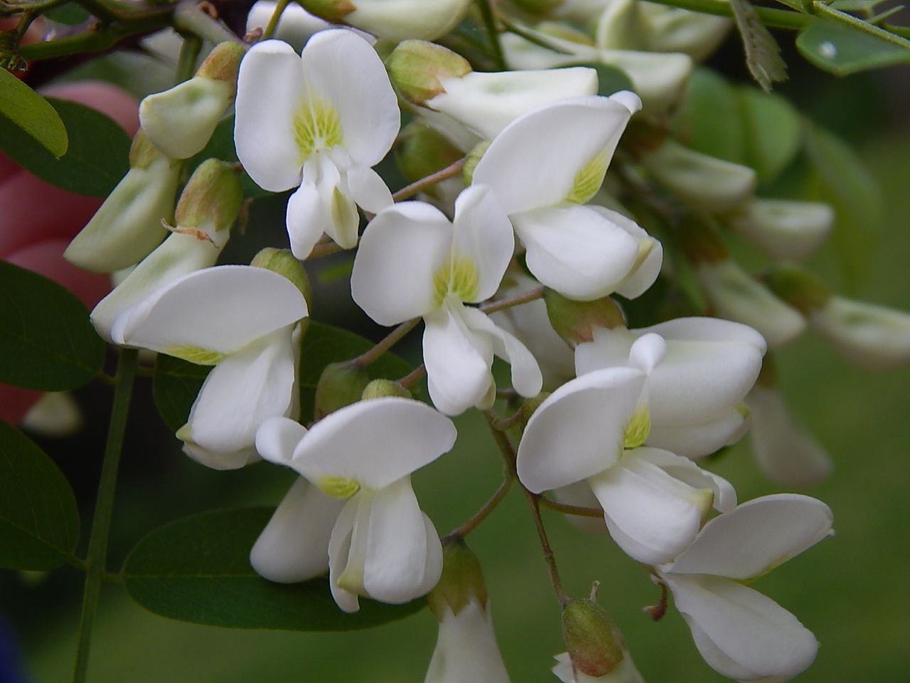 Black locust bloom – SIDEWALK NATURE