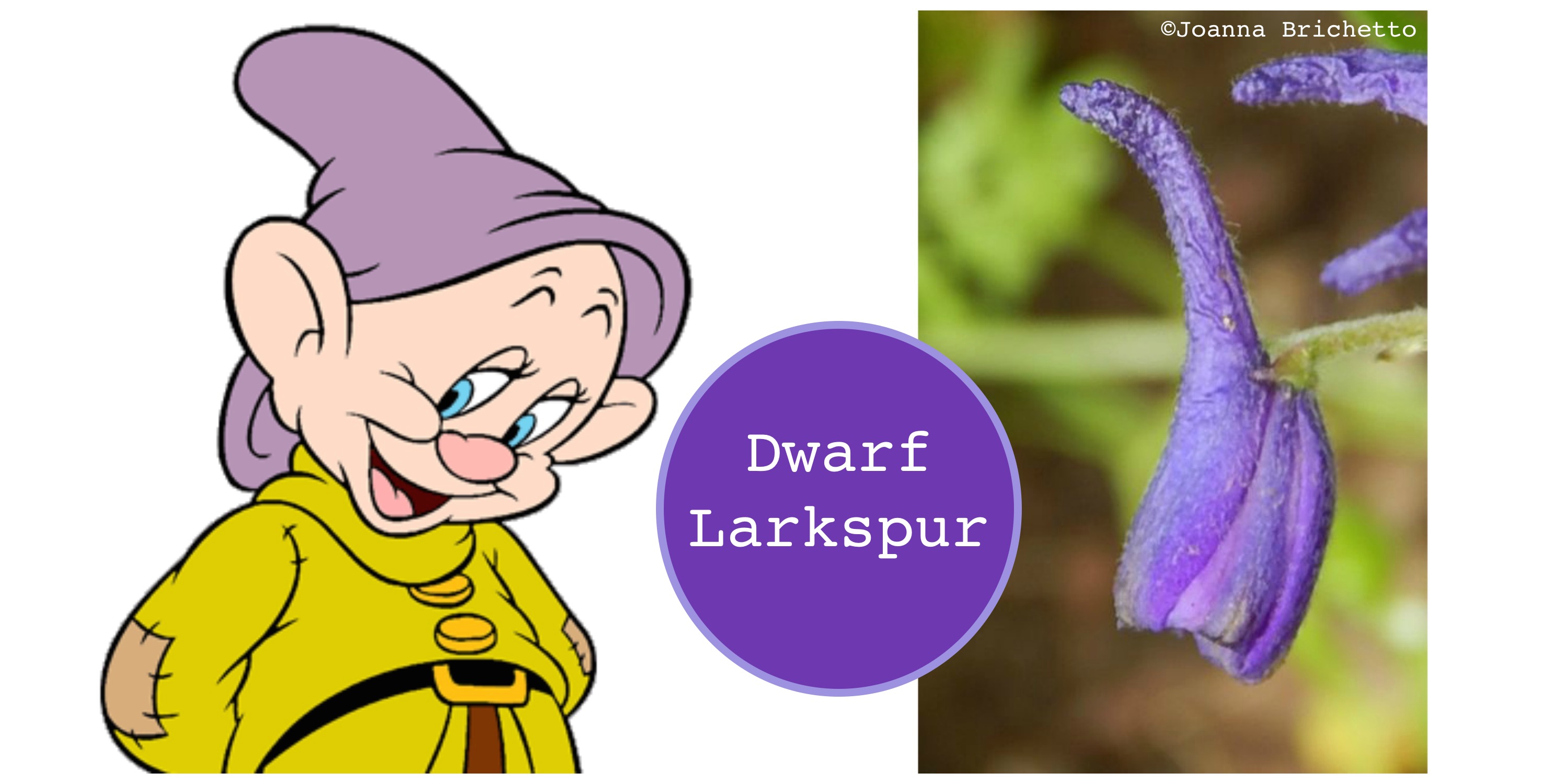 Dwarf. Lark. Spur. – SIDEWALK NATURE