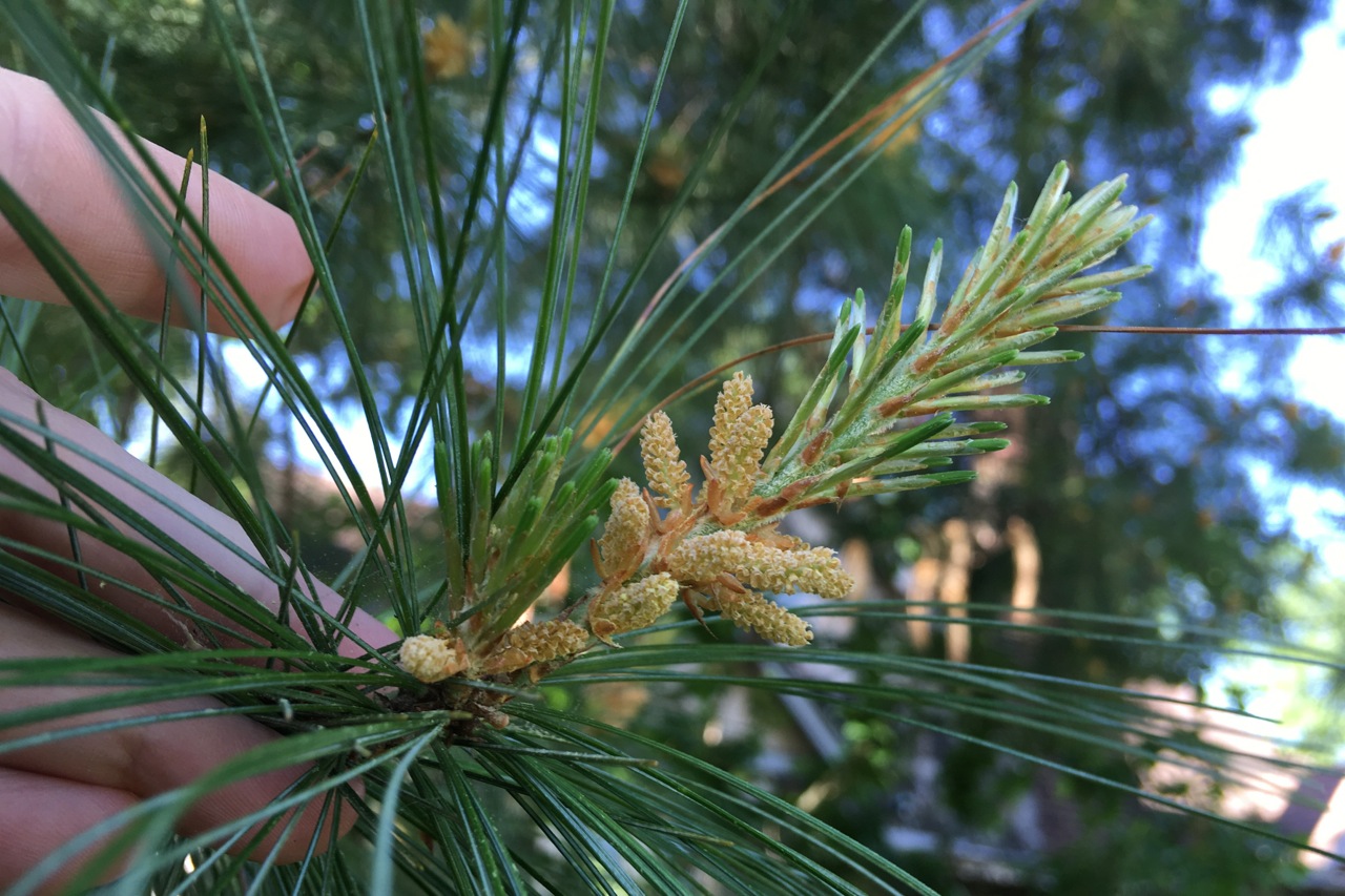 White Pine “Flowers” – SIDEWALK NATURE
