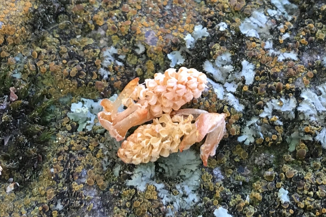 White Pine “Flowers” – SIDEWALK NATURE