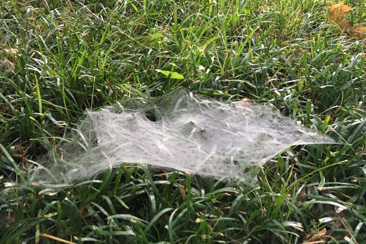 Funnel Webs in the Yard – SIDEWALK NATURE