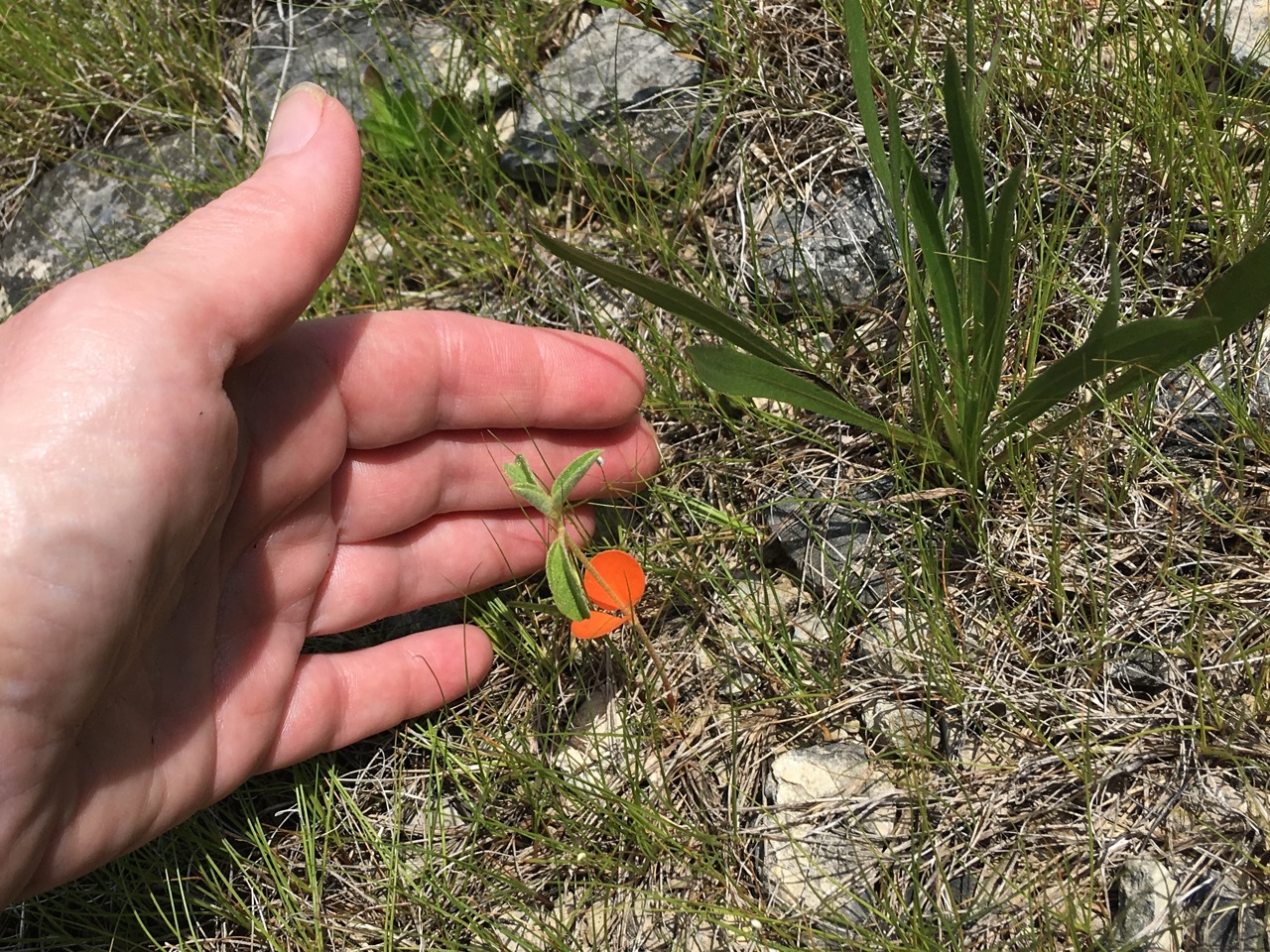 John and Hester Lane Cedar Glade (6/25/16) – SIDEWALK NATURE