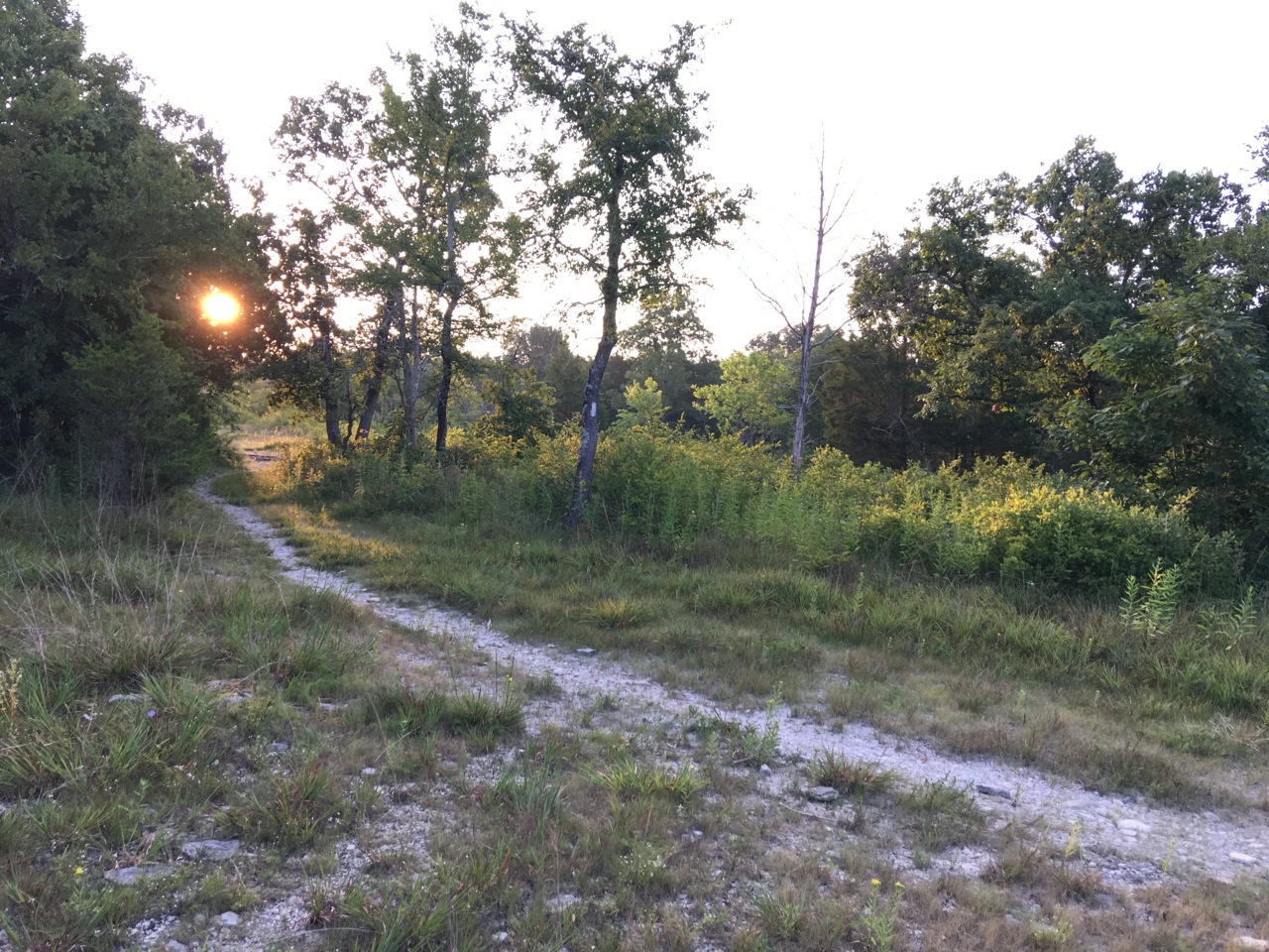 Couchville Cedar Glade at Dawn – SIDEWALK NATURE