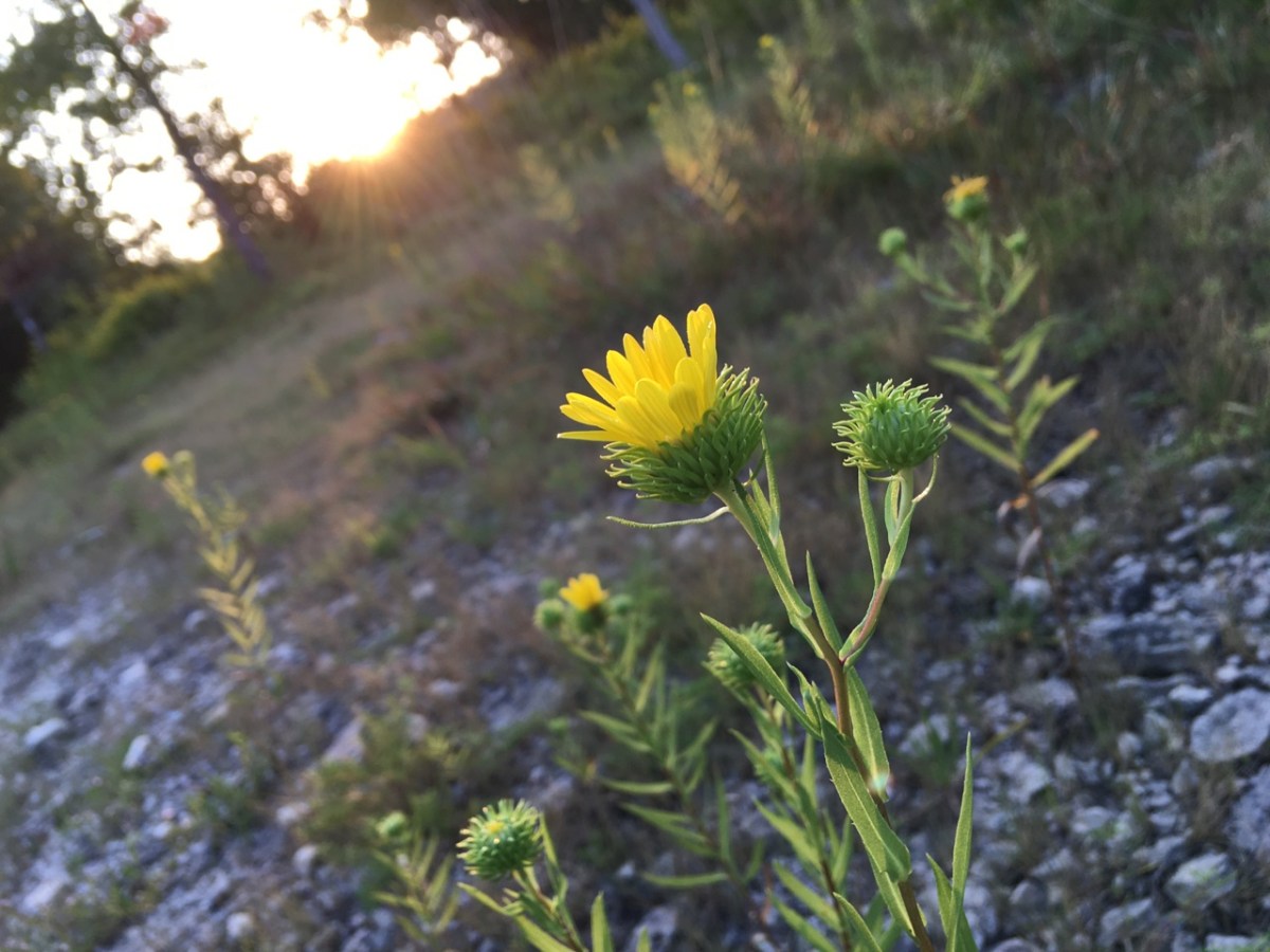 Couchville Cedar Glade at Dawn – SIDEWALK NATURE