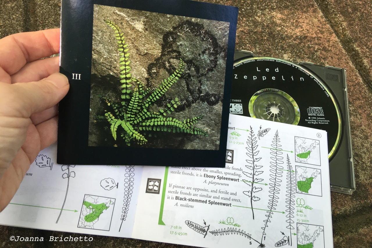 Led Zeppelin’s Spleenwort – SIDEWALK NATURE