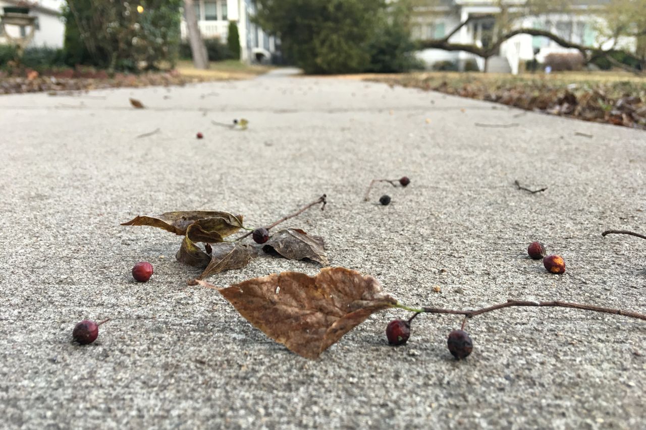 Hackberry Jam – SIDEWALK NATURE