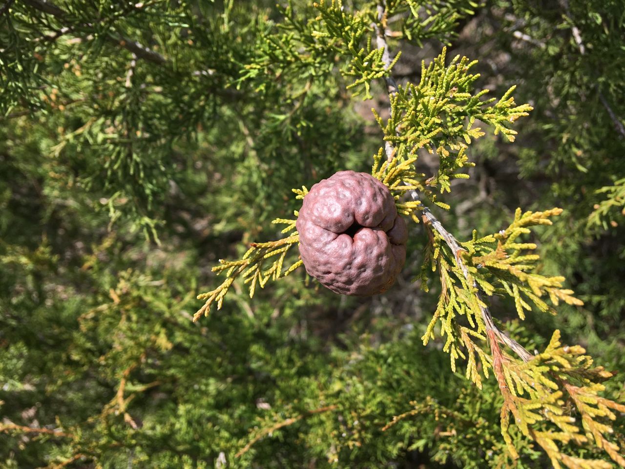 Cedar Apple – SIDEWALK NATURE