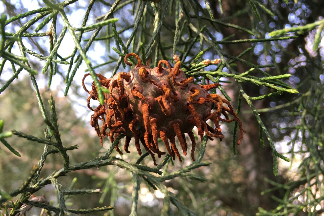 Cedar Apple – SIDEWALK NATURE