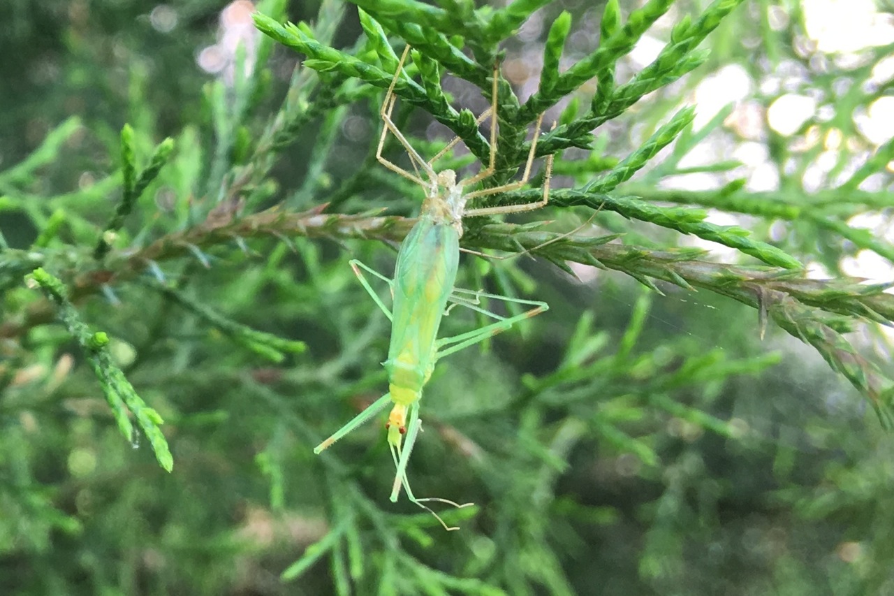 Red-shouldered bugs and a fresh assassin – SIDEWALK NATURE