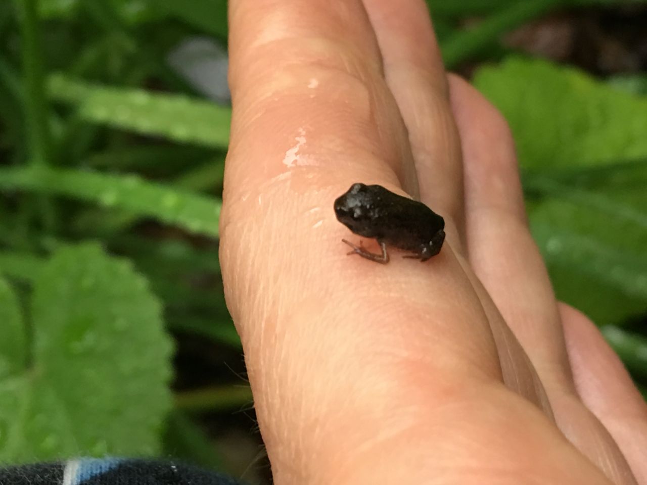 Toadlet – SIDEWALK NATURE