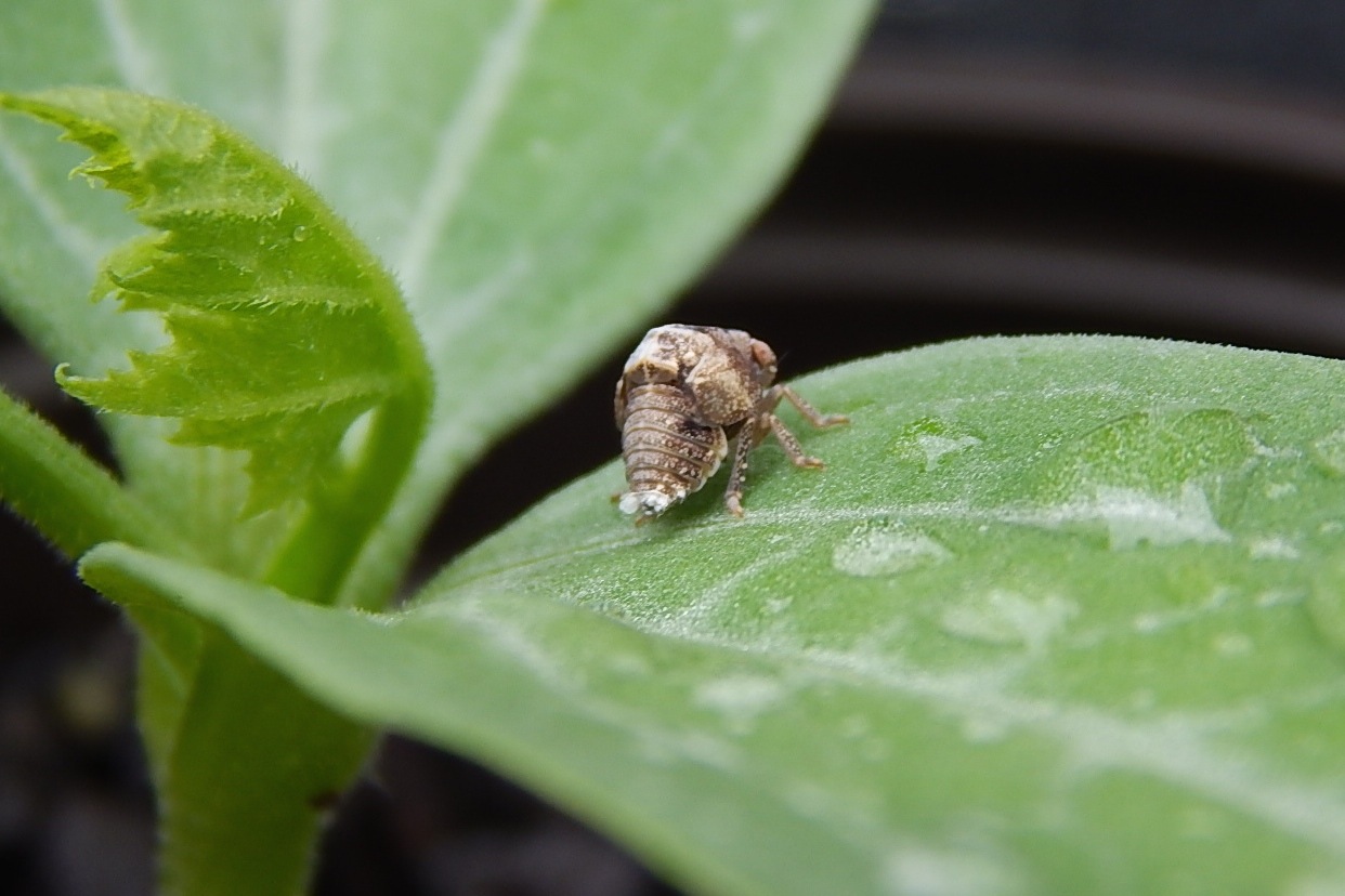 Planthopper nymph – SIDEWALK NATURE