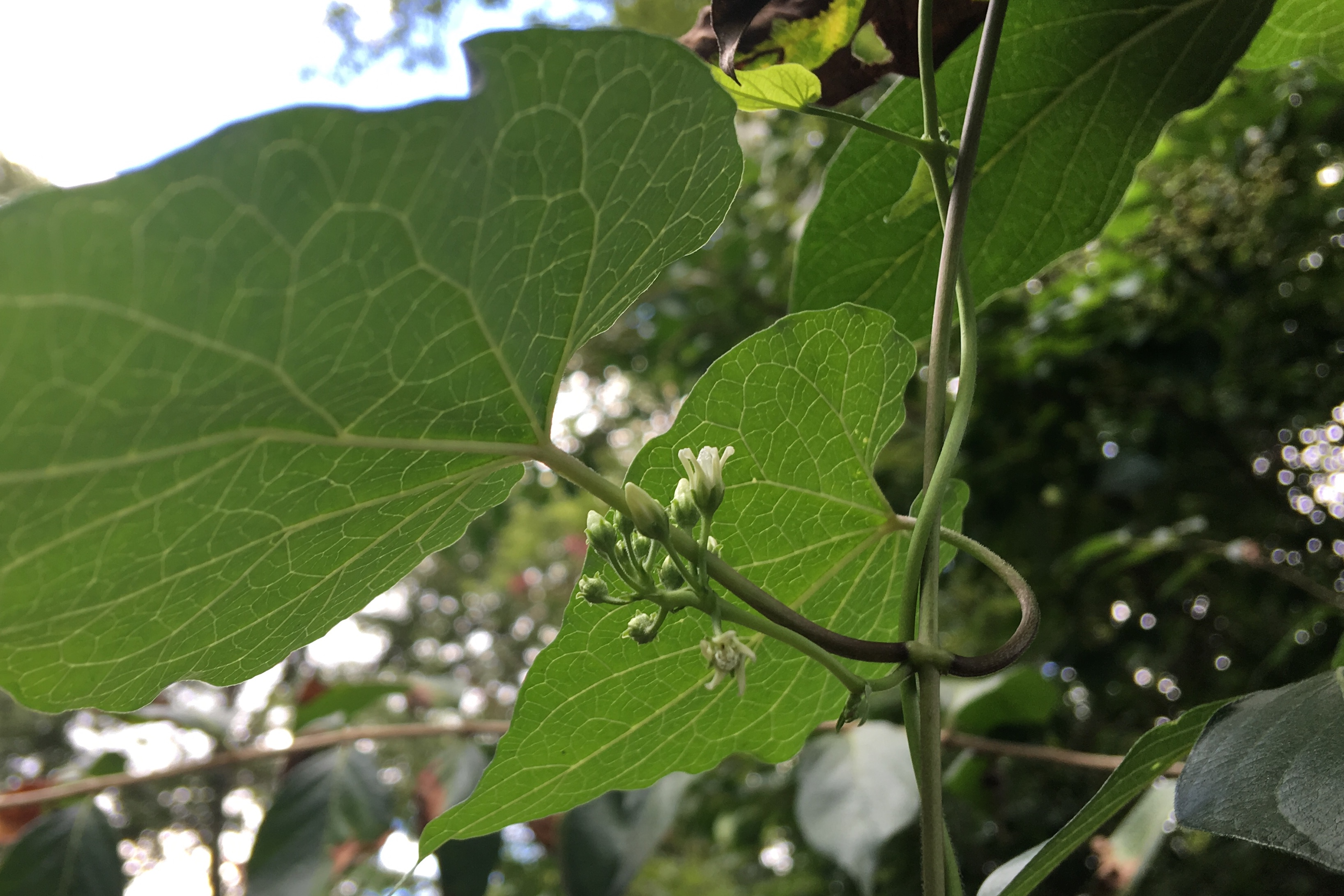 Sidewalk Nature: milkweed vine – SIDEWALK NATURE