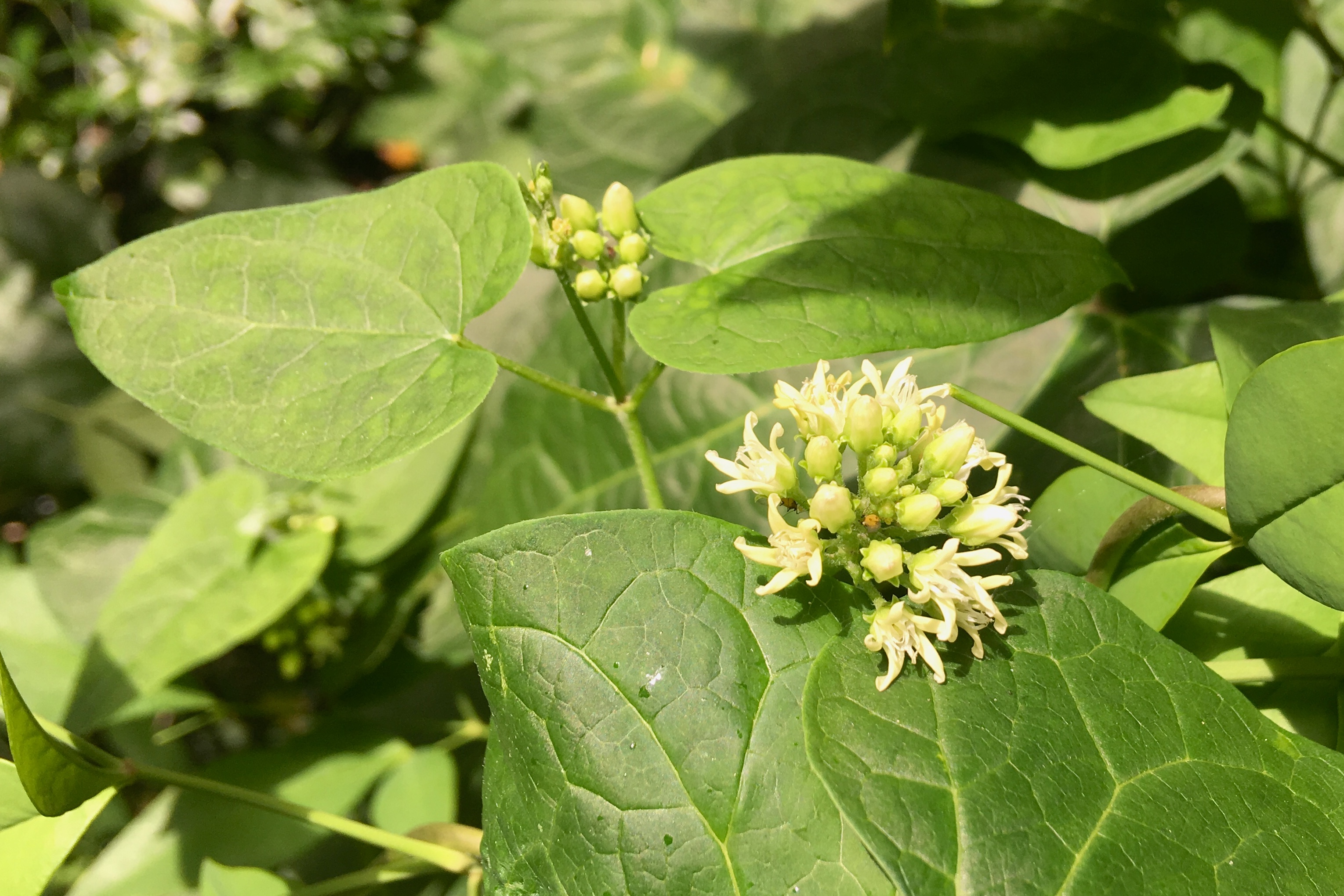 Sidewalk Nature: milkweed vine – SIDEWALK NATURE