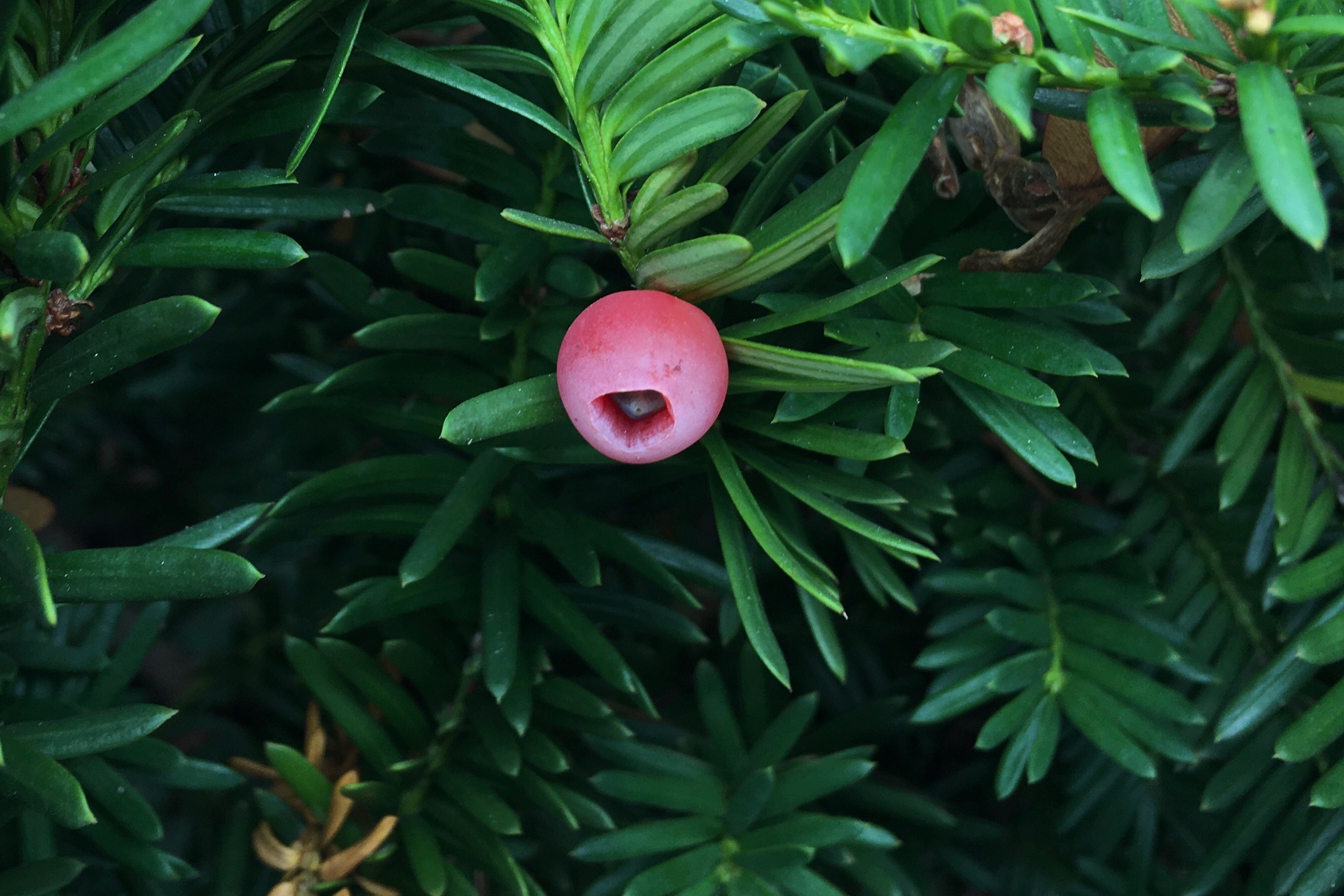 What’s Eating Yew? – SIDEWALK NATURE