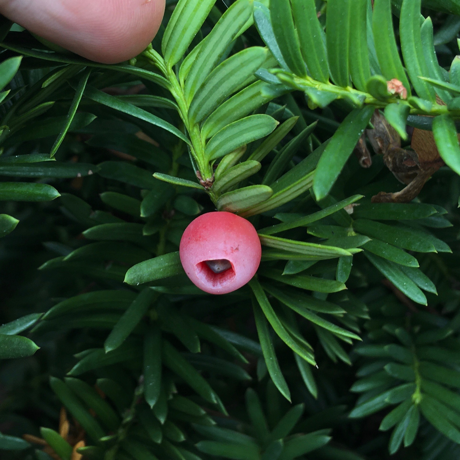 What’s Eating Yew? – SIDEWALK NATURE