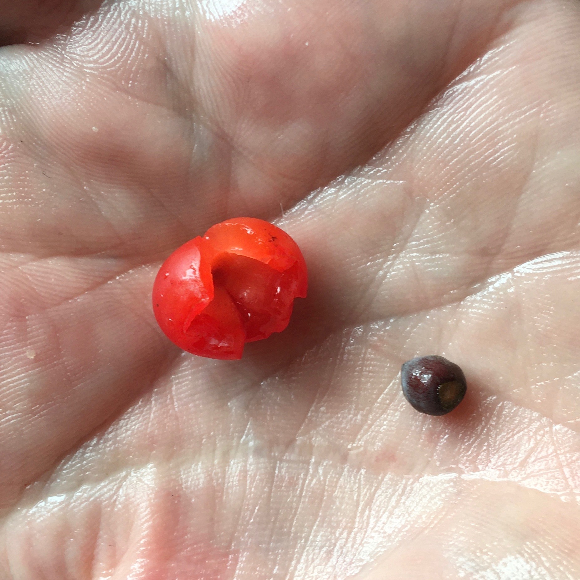What’s Eating Yew? – SIDEWALK NATURE