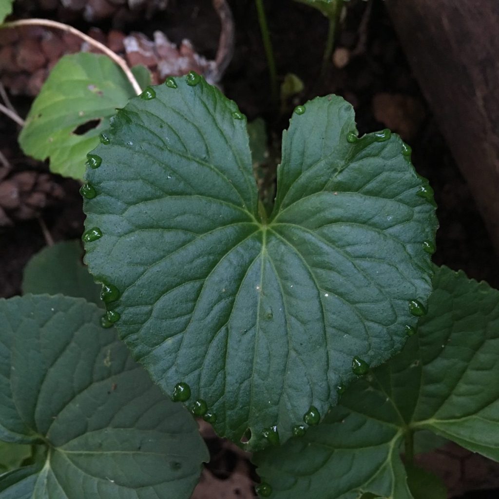 When Plants Cry – SIDEWALK NATURE