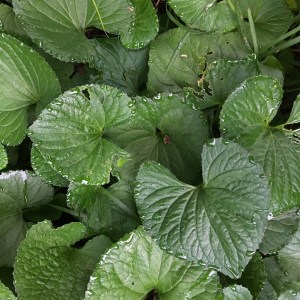 When Plants Cry – SIDEWALK NATURE