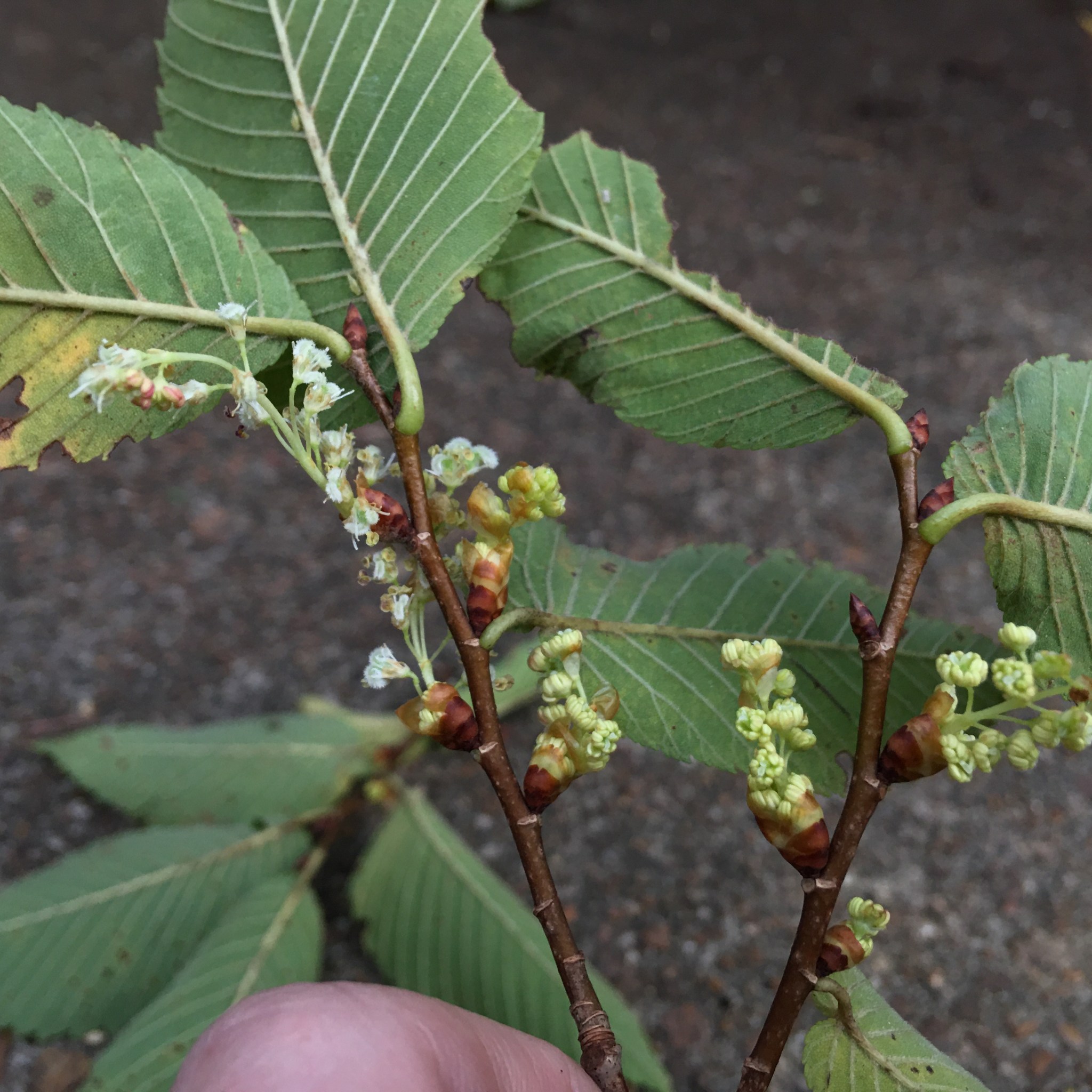 September + elm – SIDEWALK NATURE