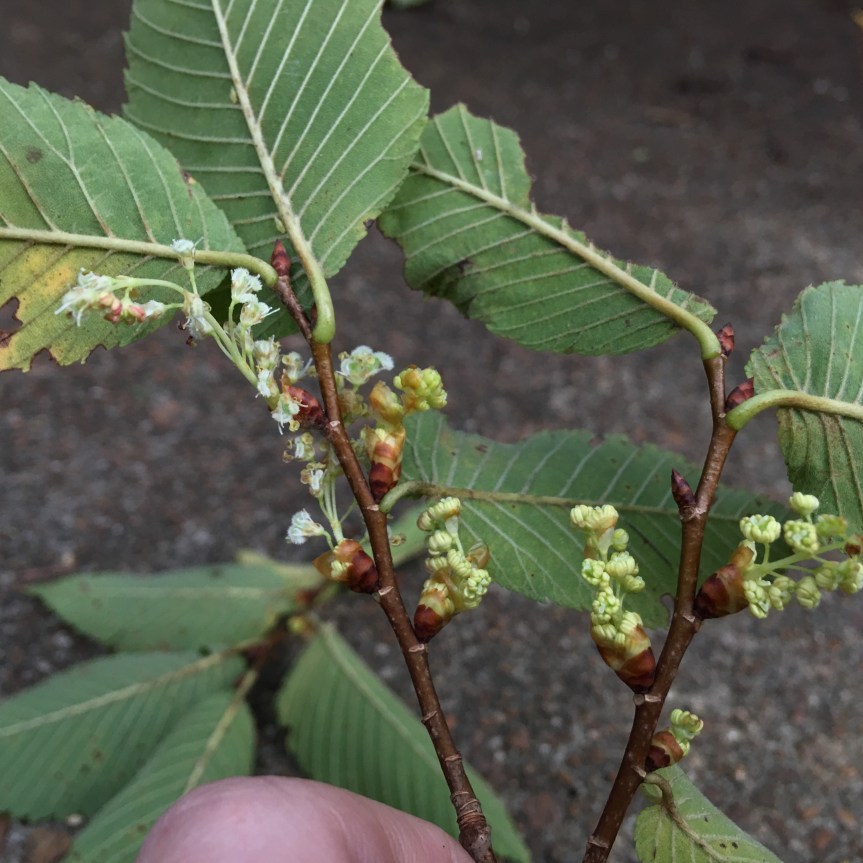 September + elm – SIDEWALK NATURE