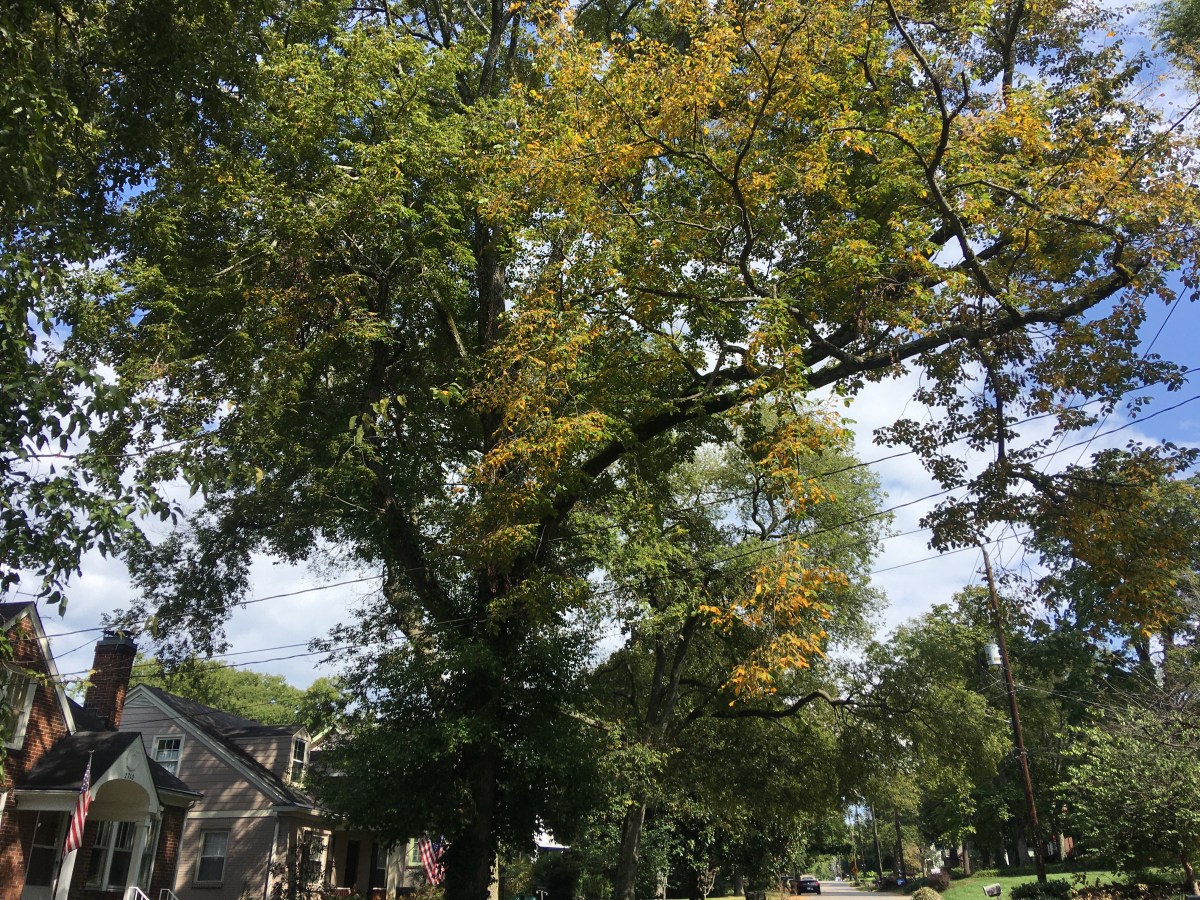 September + elm – SIDEWALK NATURE