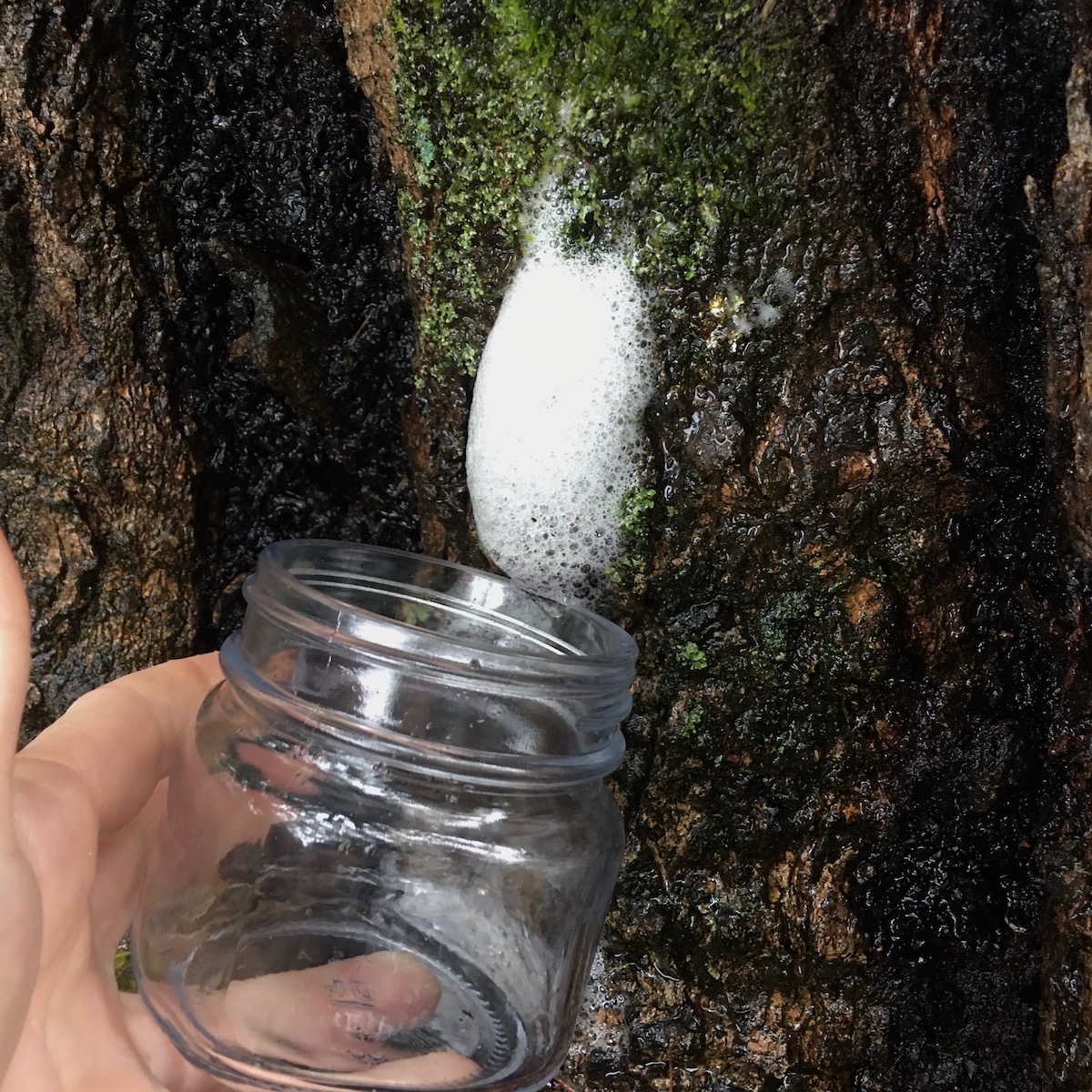 Tree Soap – SIDEWALK NATURE