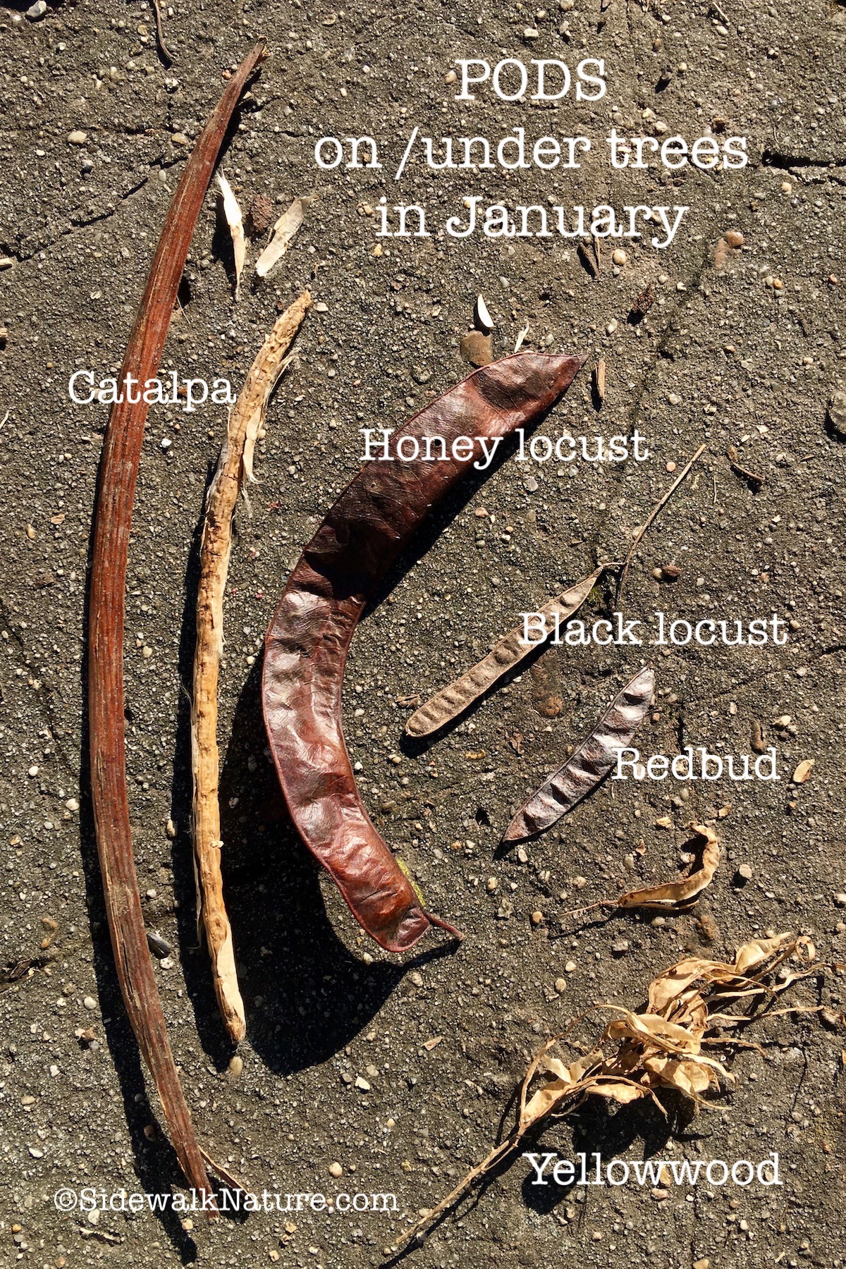 Identify Tree By Seed Pod In Winter Exploring Mature Seed Pods On A