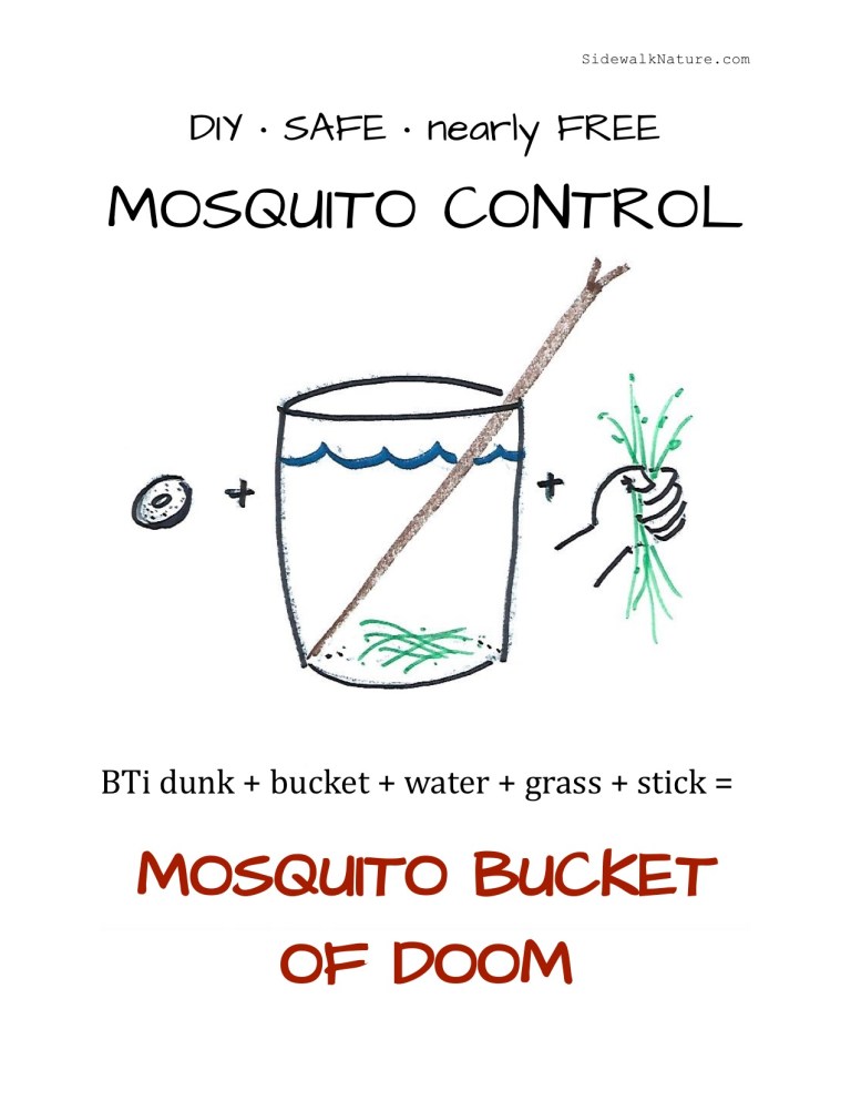 Mosquito Bucket of Doom – SIDEWALK NATURE