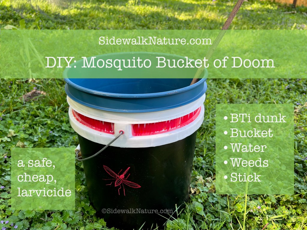 Mosquito Bucket of Doom – SIDEWALK NATURE