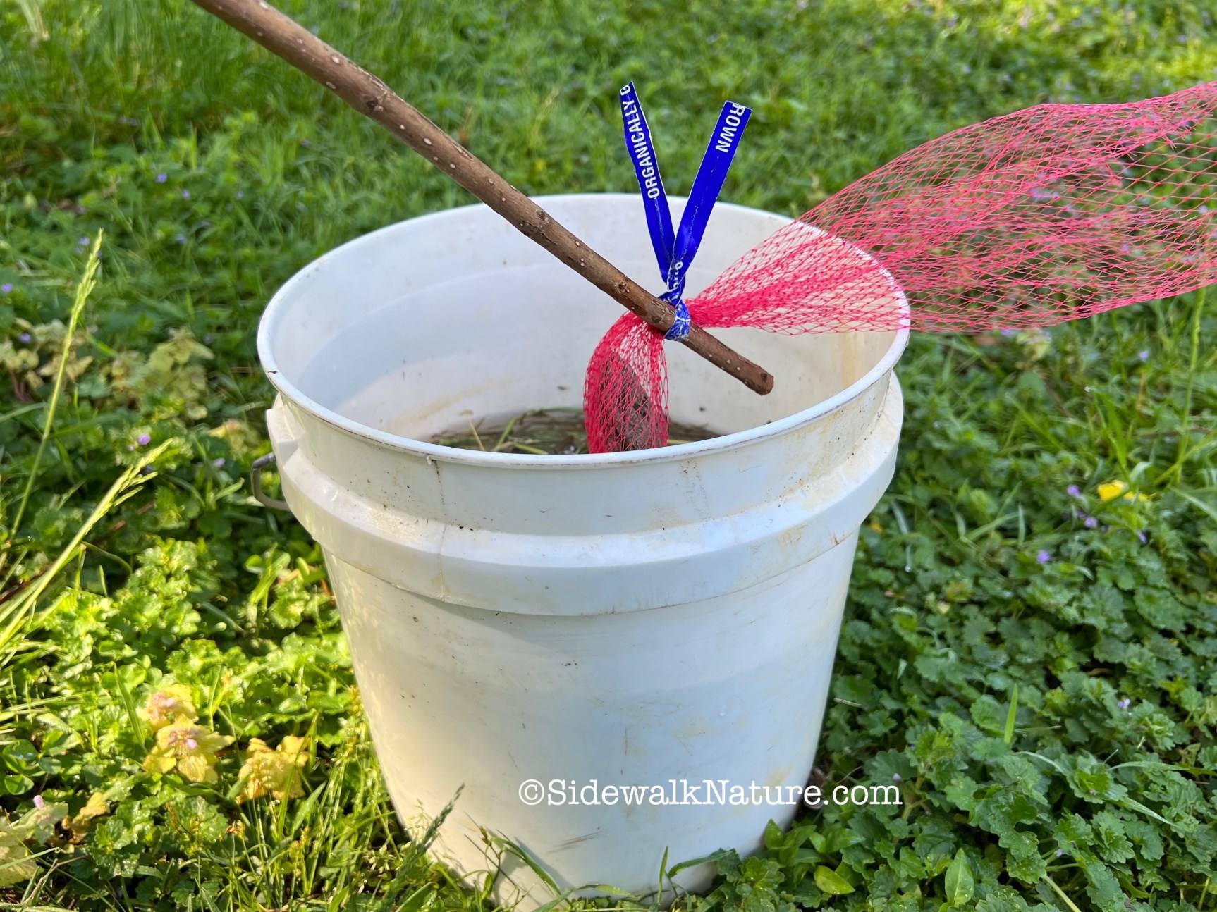 Mosquito Bucket of Doom – SIDEWALK NATURE