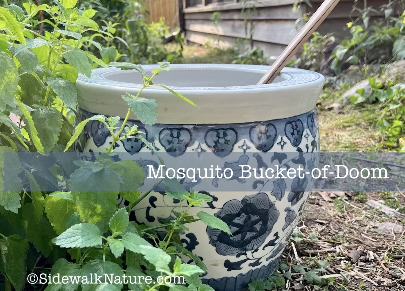 (Doom-it-Yourself) Mosquito Bucket Styles – Sidewalk Nature