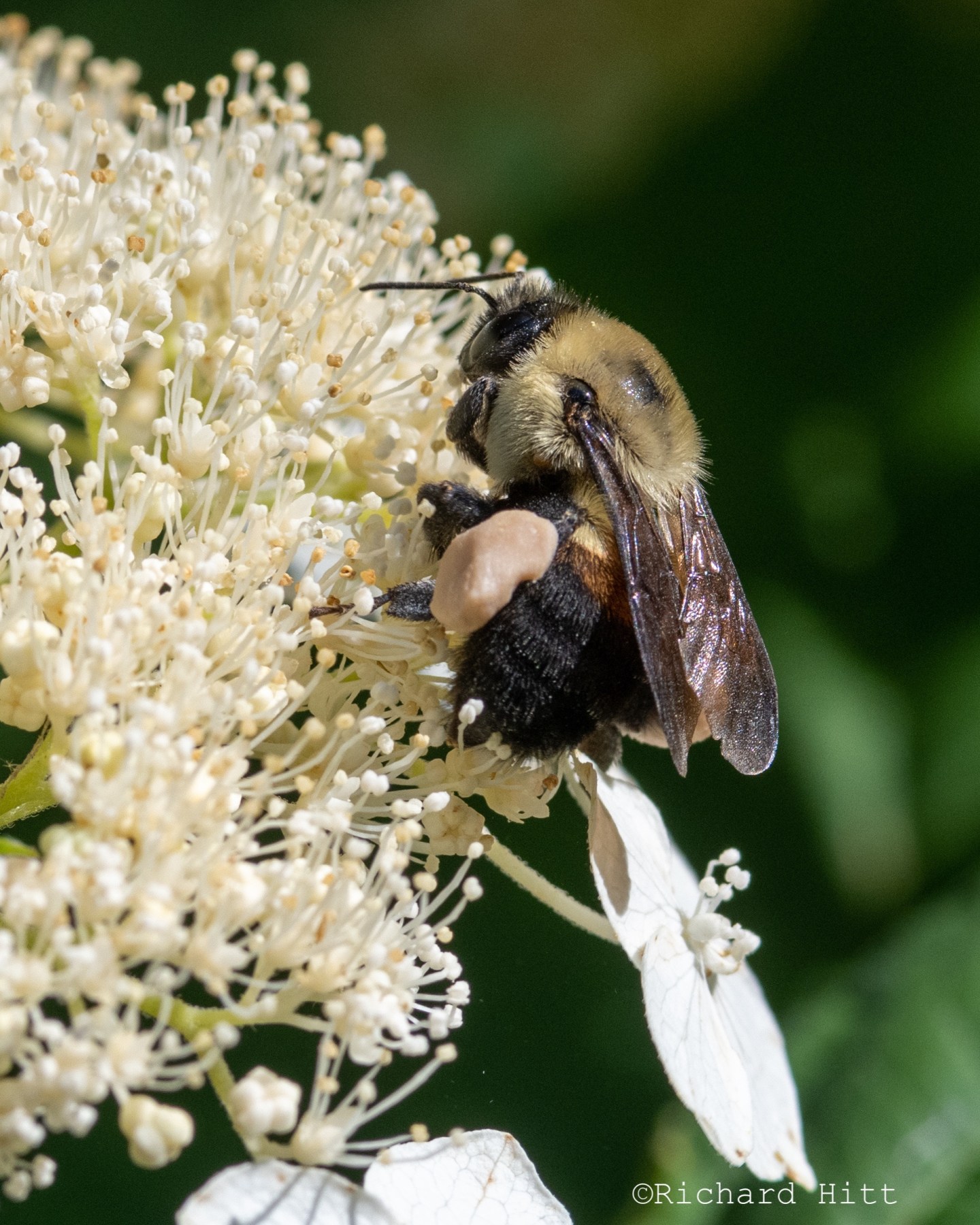 Foundation Shrubs that Feed Nature, not Fight it – SIDEWALK NATURE