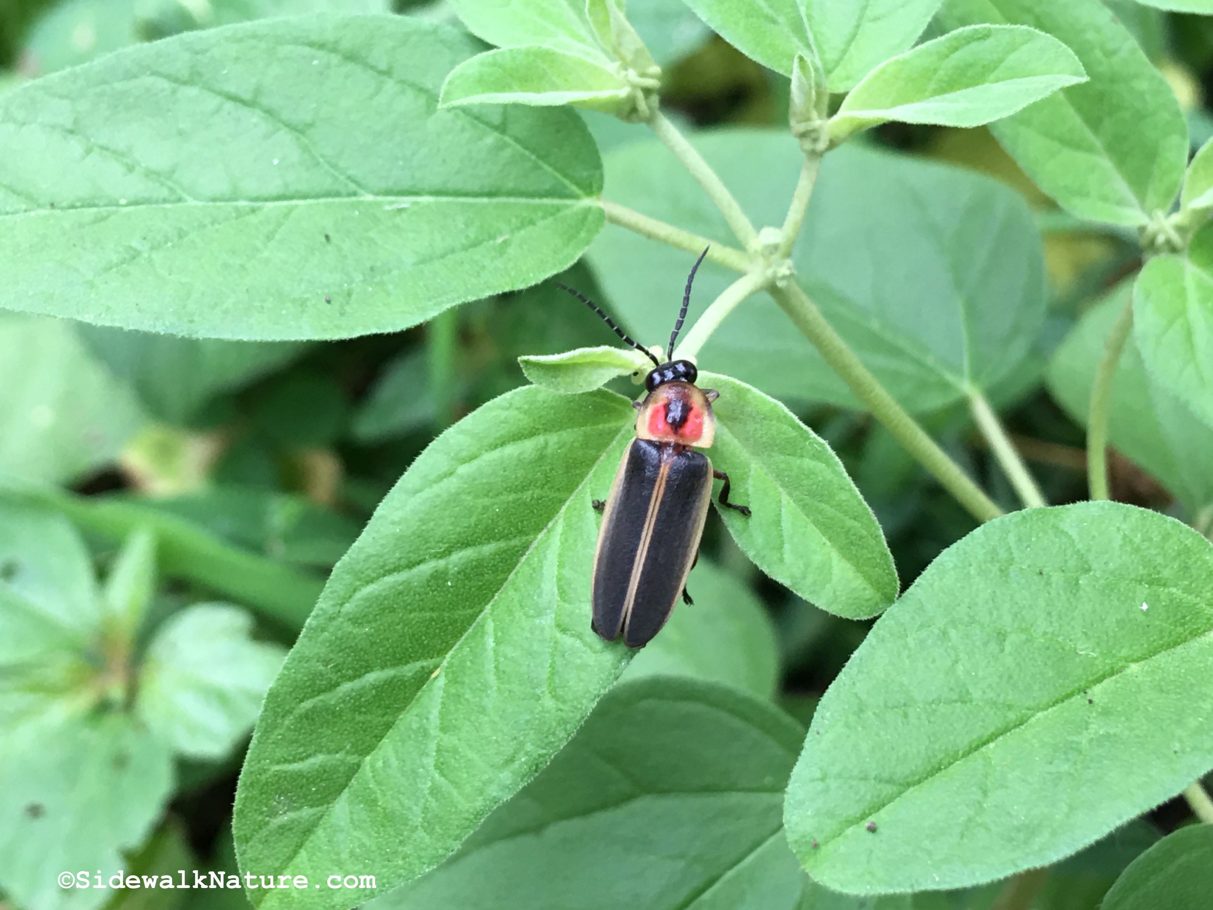 You, too, can be a Tool of Destruction – SIDEWALK NATURE