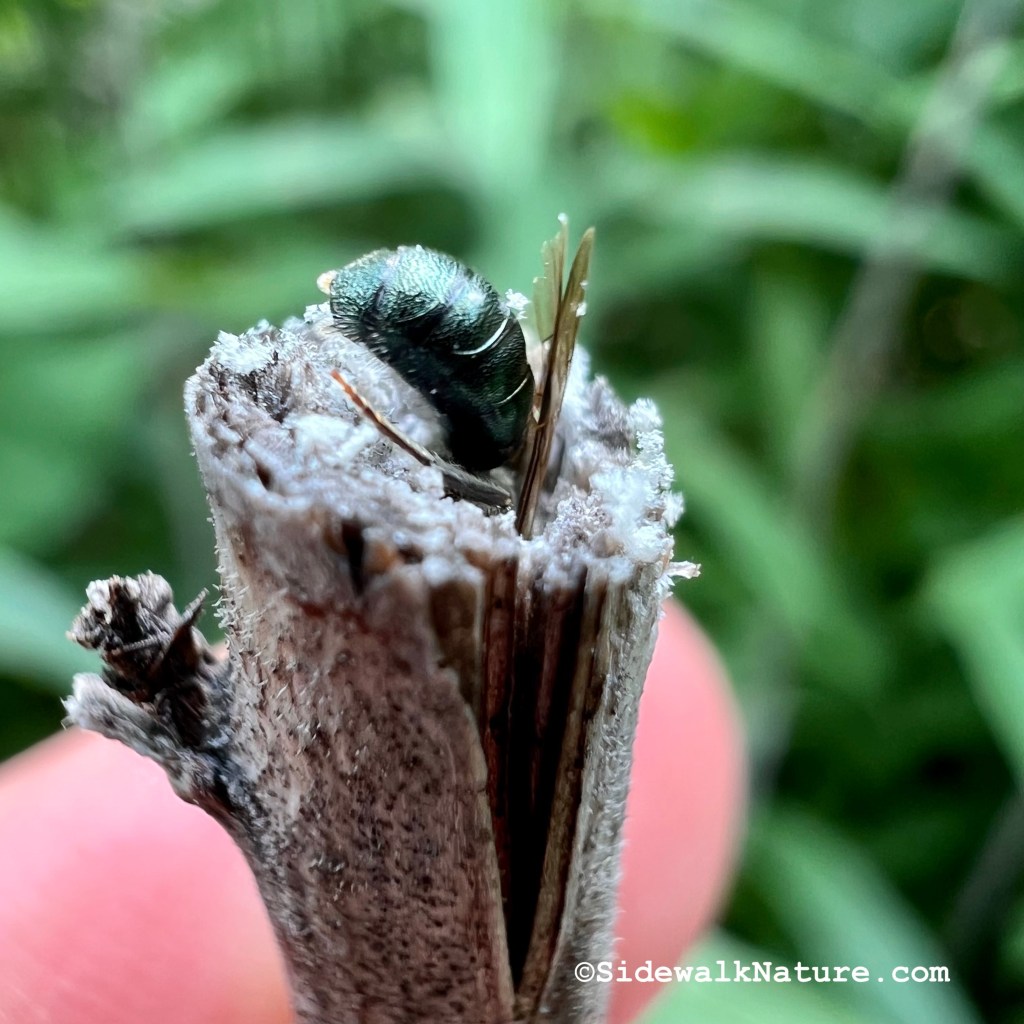 Sidewalk Nature – Everyday wonders in everyday habitat loss / Jo Brichetto