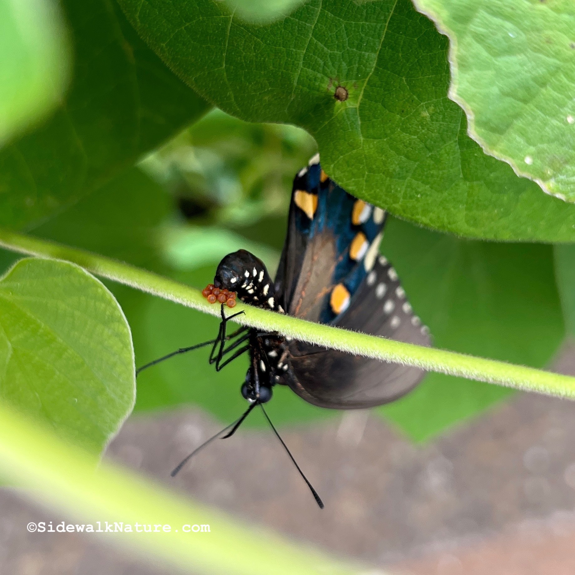 Pipevine Swallowtail Clues – SIDEWALK NATURE