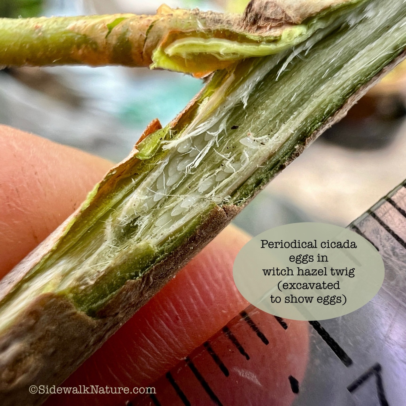 SIDEWALK NATURE – Everyday wonders in everyday habitat loss / Jo Brichetto