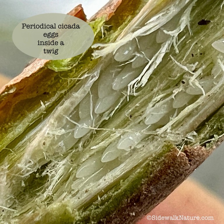 Meet a Periodical Cicada (life cycle) – SIDEWALK NATURE