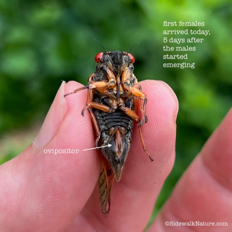 Meet a Periodical Cicada (life cycle) – SIDEWALK NATURE
