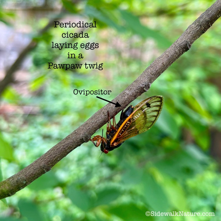 Meet a Periodical Cicada (life cycle) – SIDEWALK NATURE