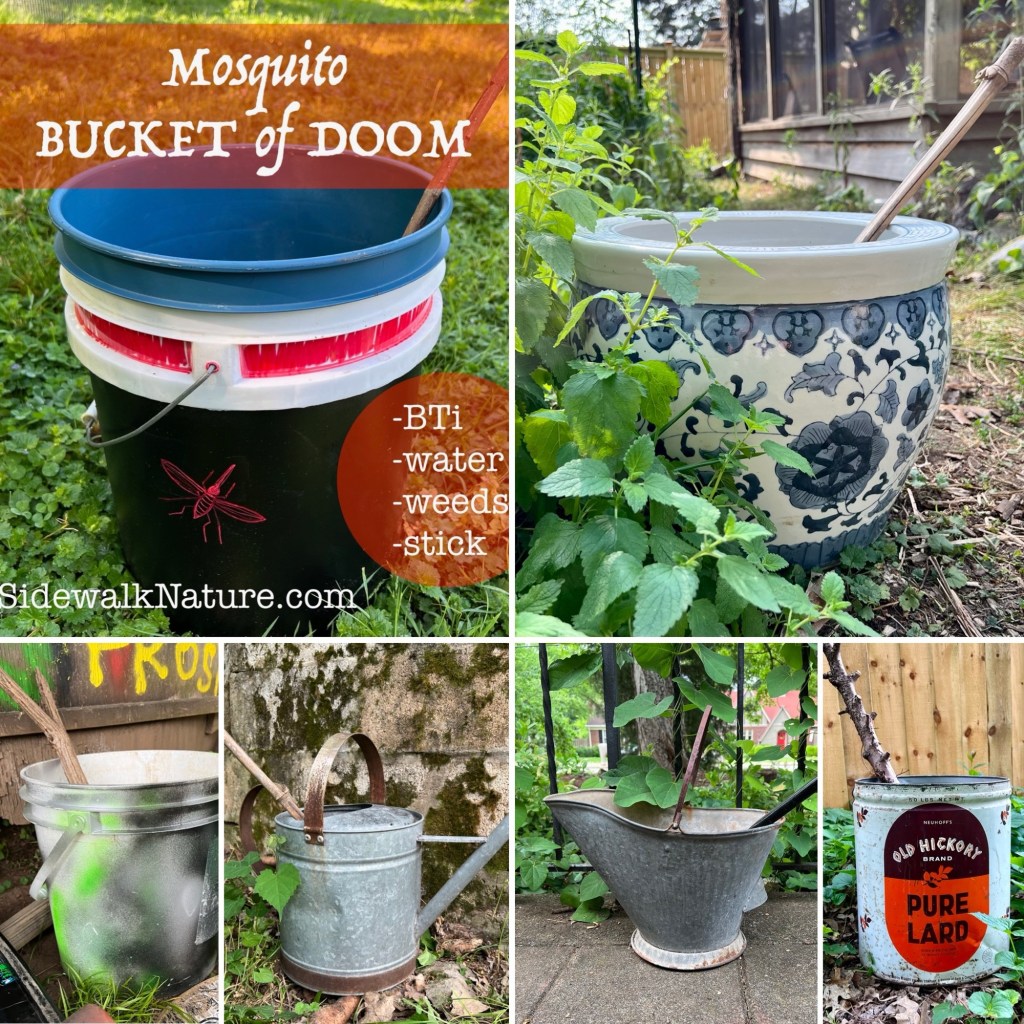 Mosquito Bucket of Doom – SIDEWALK NATURE